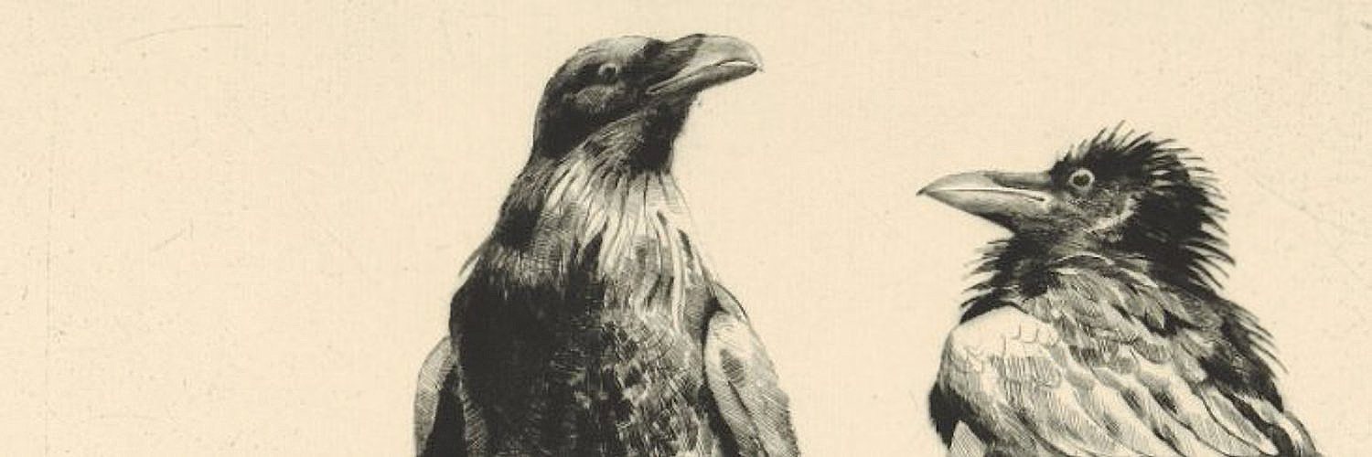 Kristof Smeyers dook in de culturele geschiedenis van de raaf