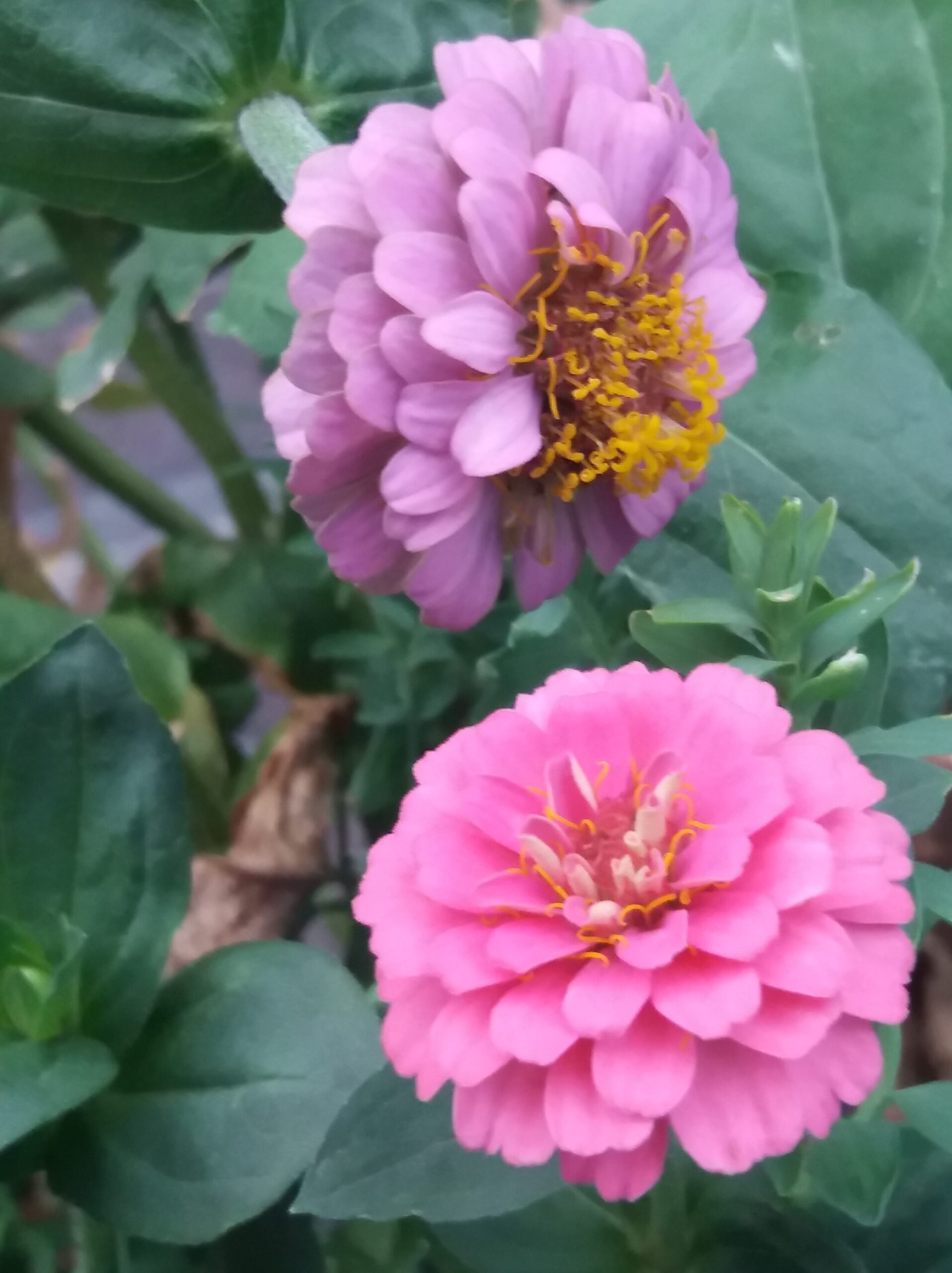 Corona flowers - Pintra (EN) Blog