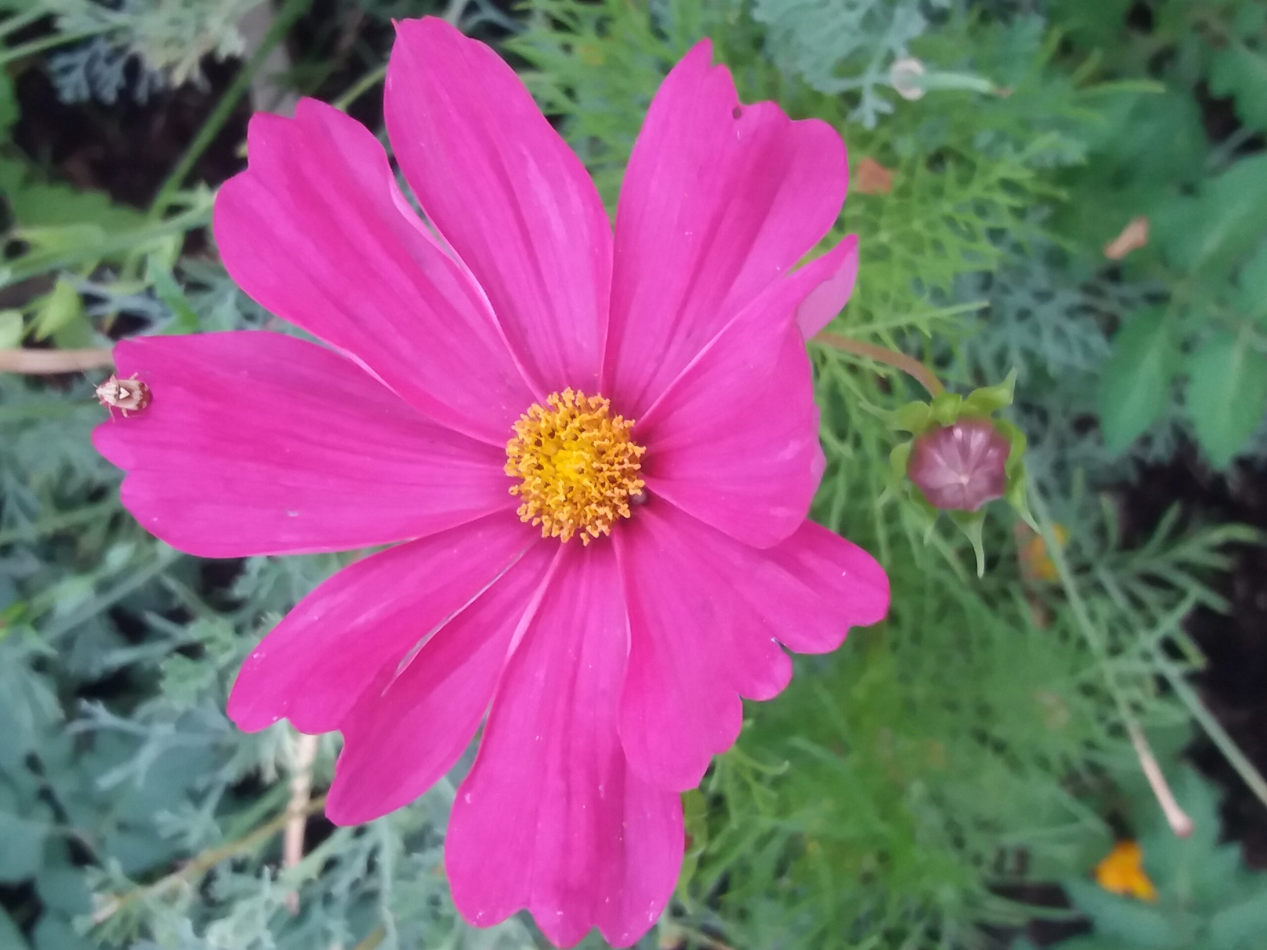 Corona flowers - Pintra (EN) Blog