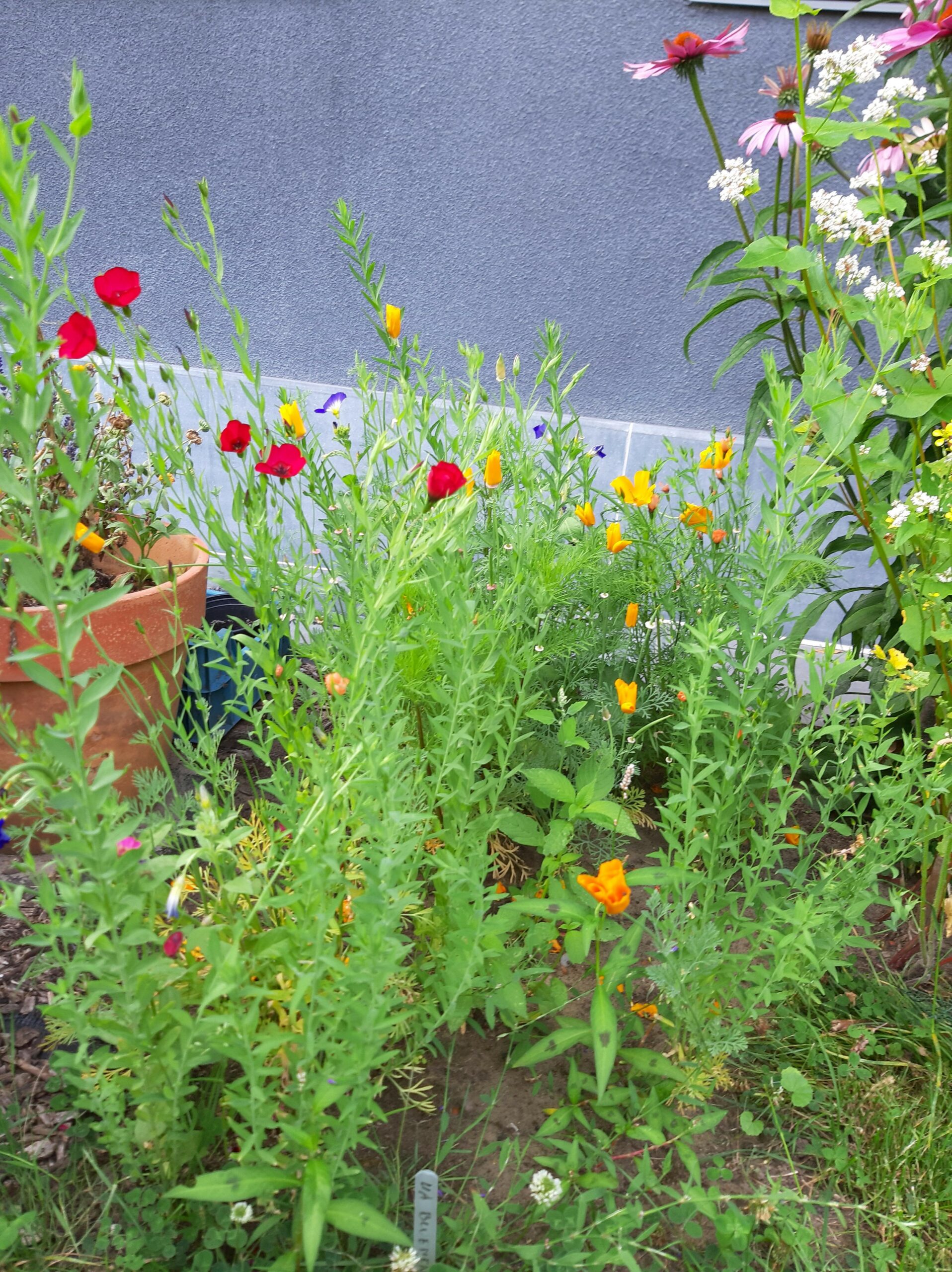 Corona flowers - Pintra (EN) Blog