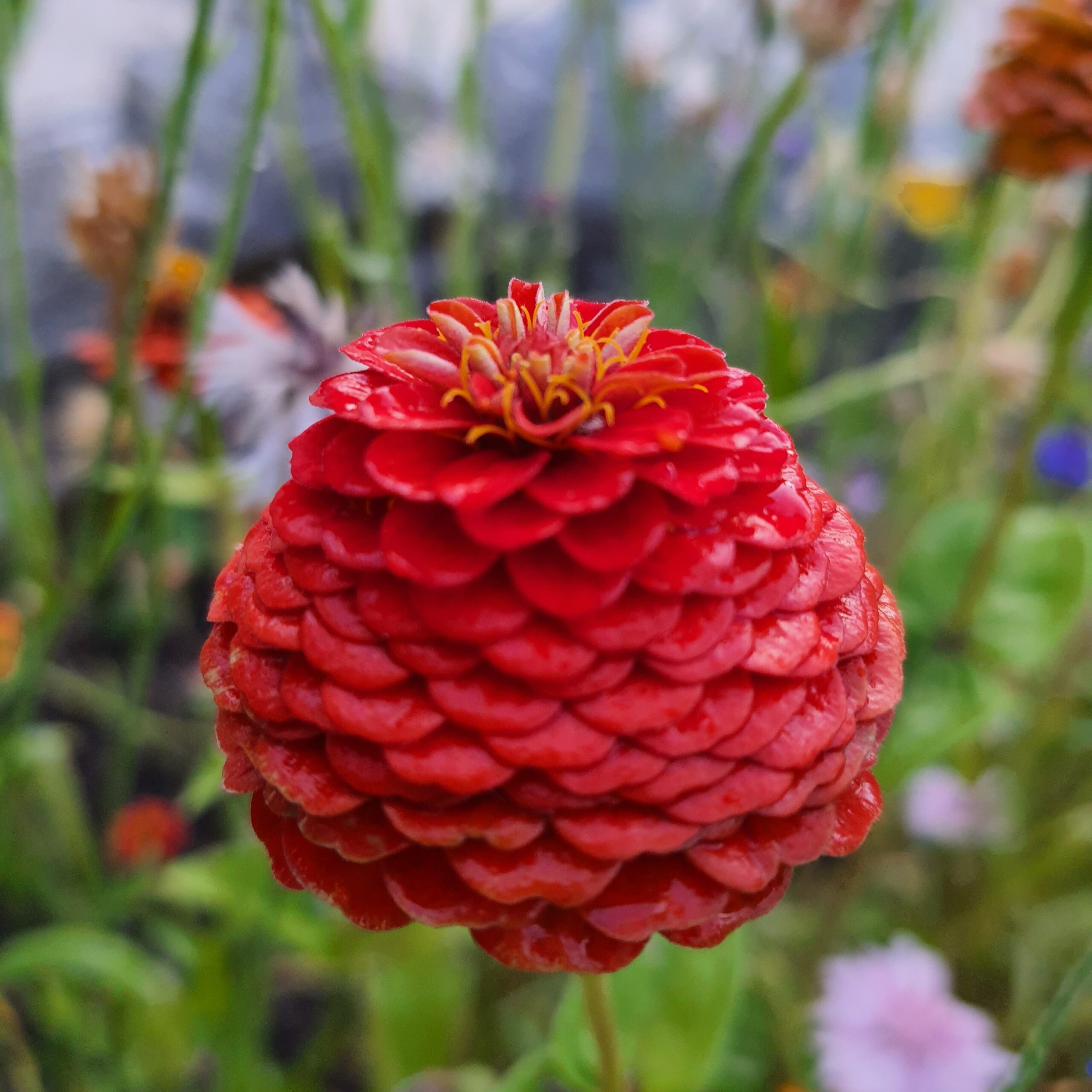 Corona flowers - Pintra (EN) Blog