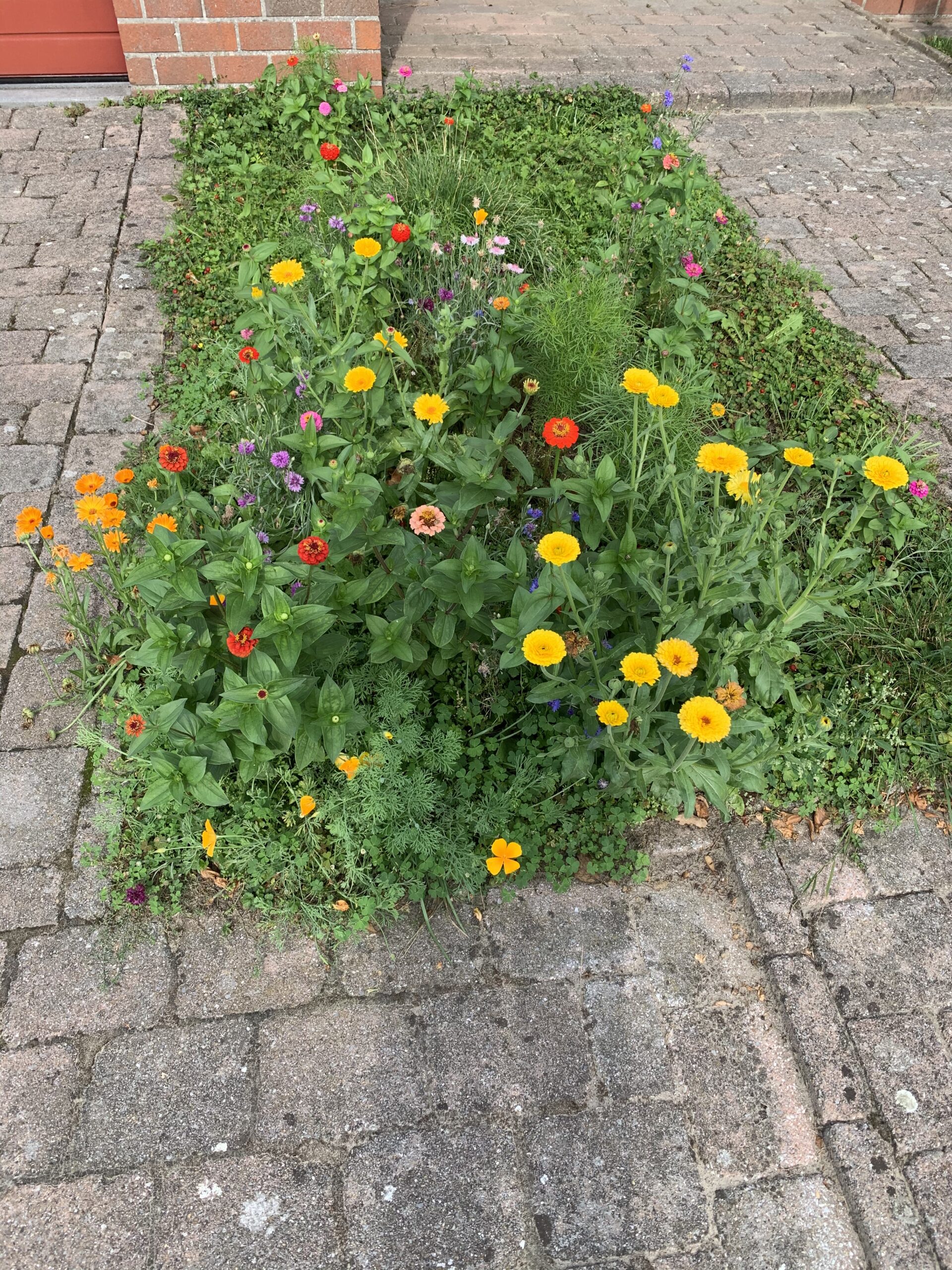 Corona flowers - Pintra (EN) Blog