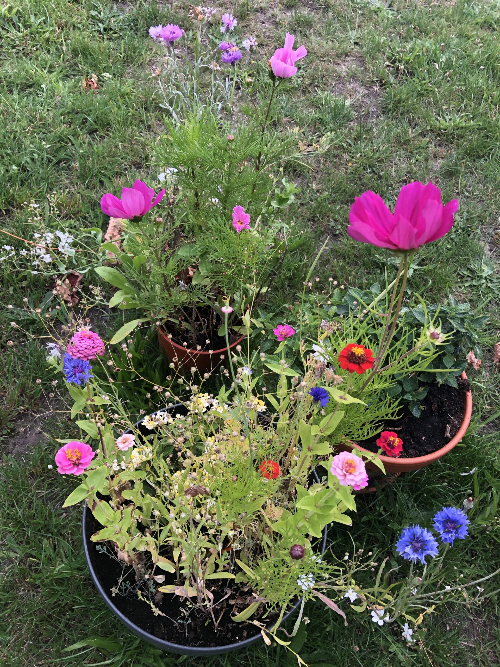 Corona flowers - Pintra (EN) Blog