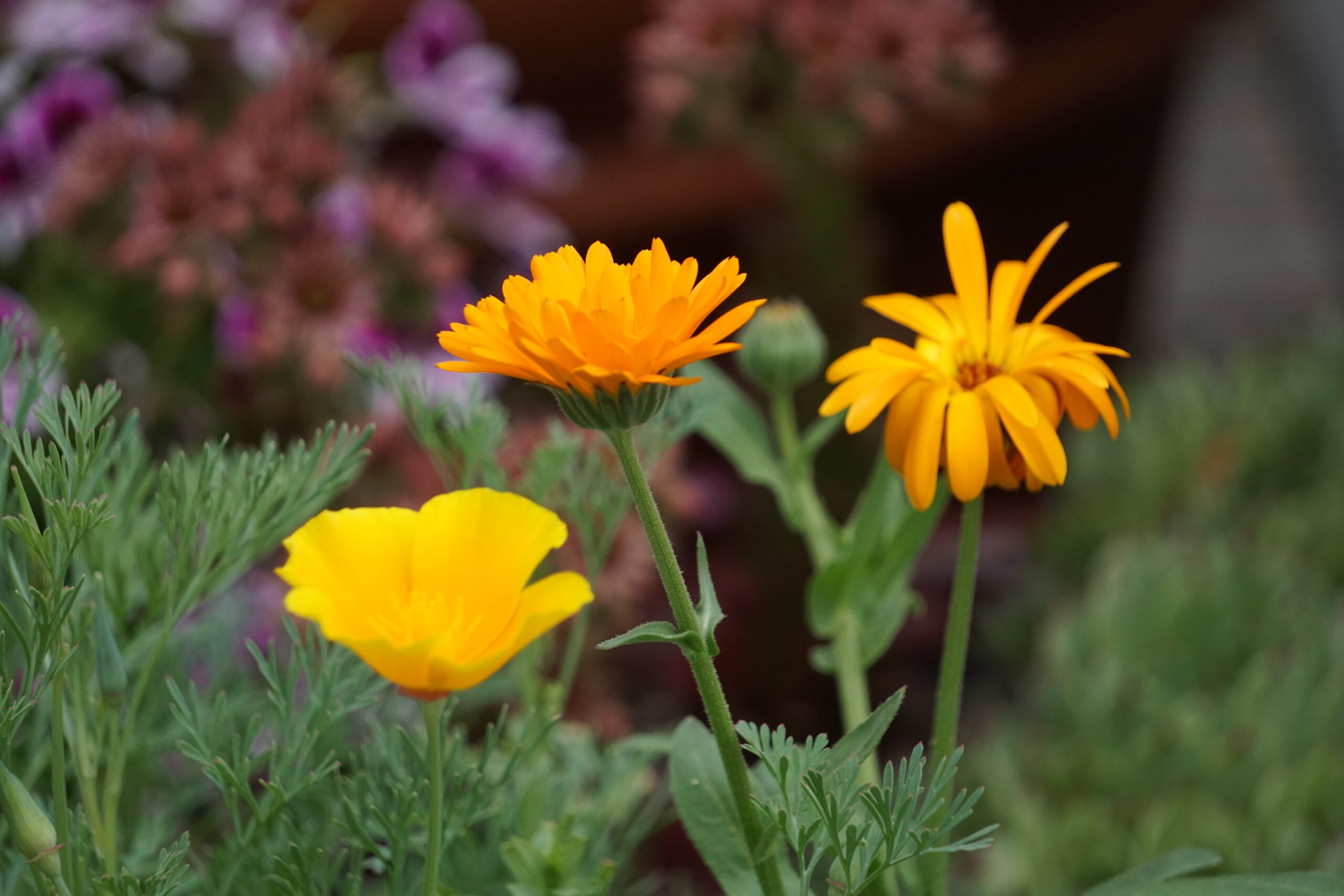 Corona flowers - Pintra (EN) Blog