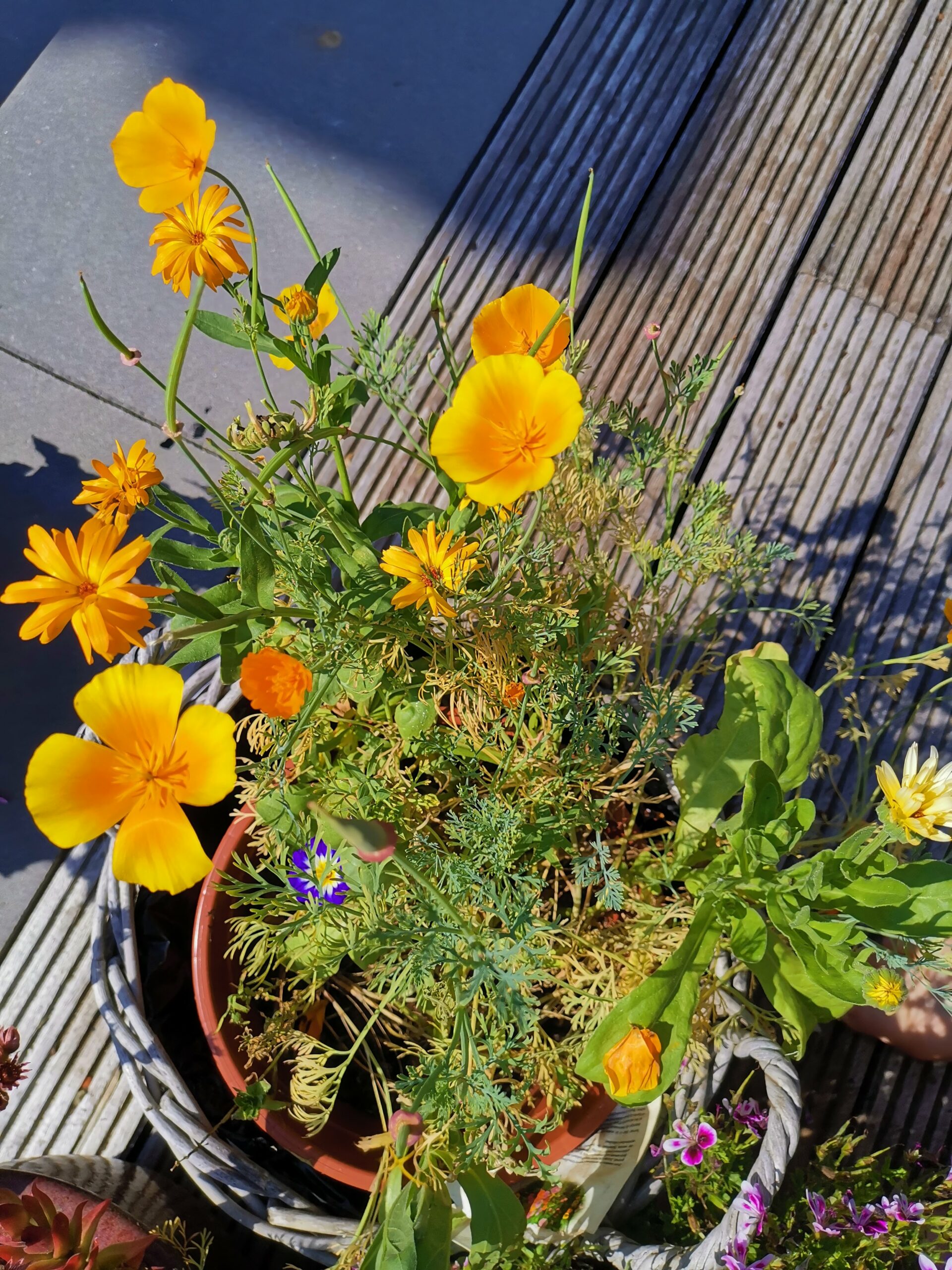 Corona flowers - Pintra (EN) Blog