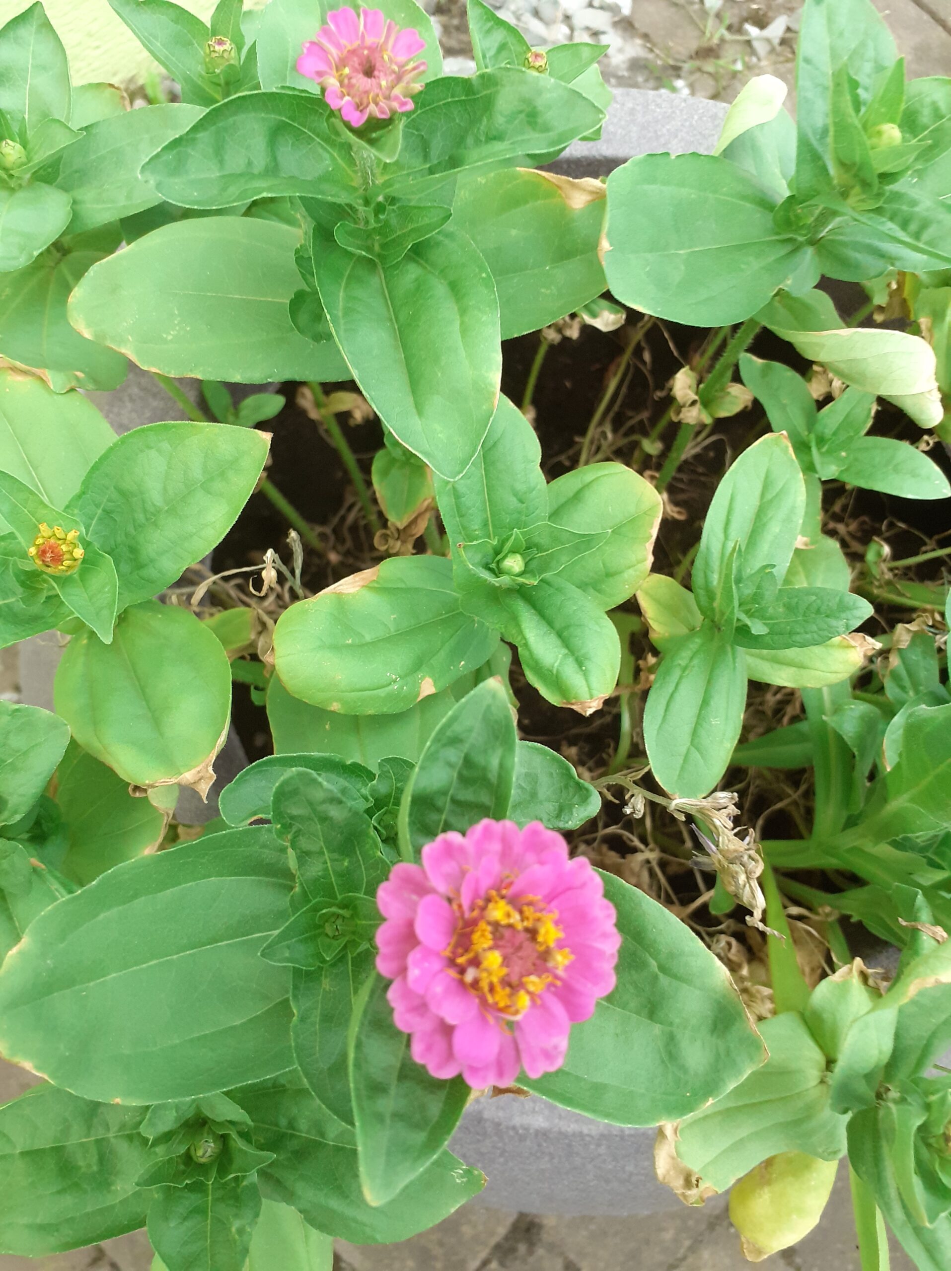 Corona flowers - Pintra (EN) Blog