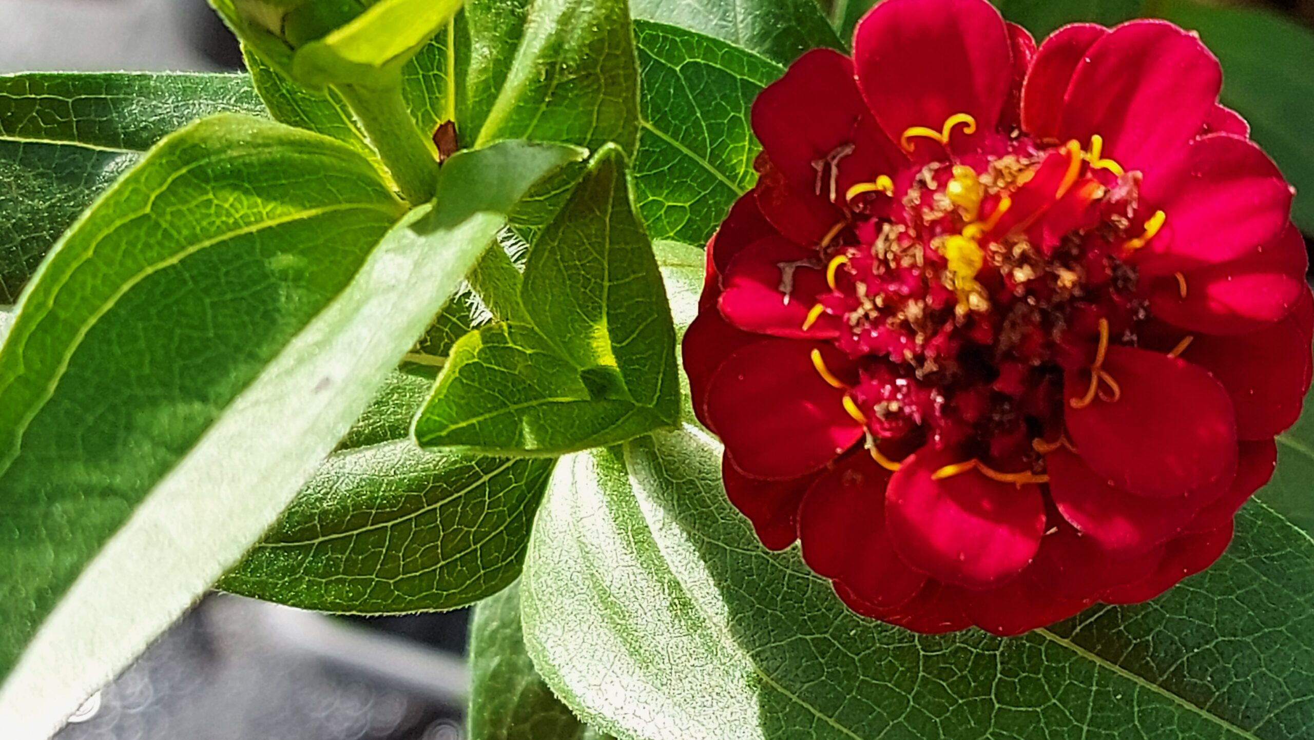 Corona flowers - Pintra (EN) Blog