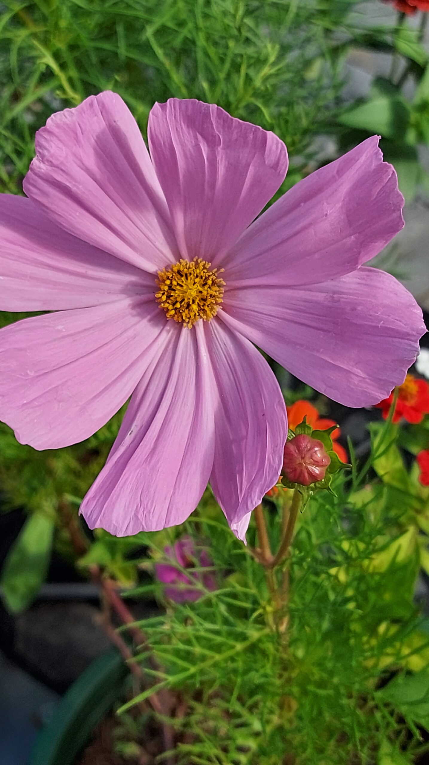 Corona flowers - Pintra (EN) Blog