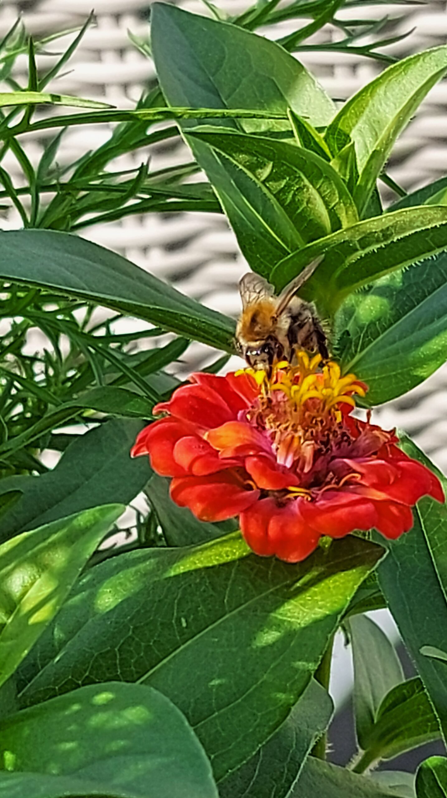 Corona flowers - Pintra (EN) Blog