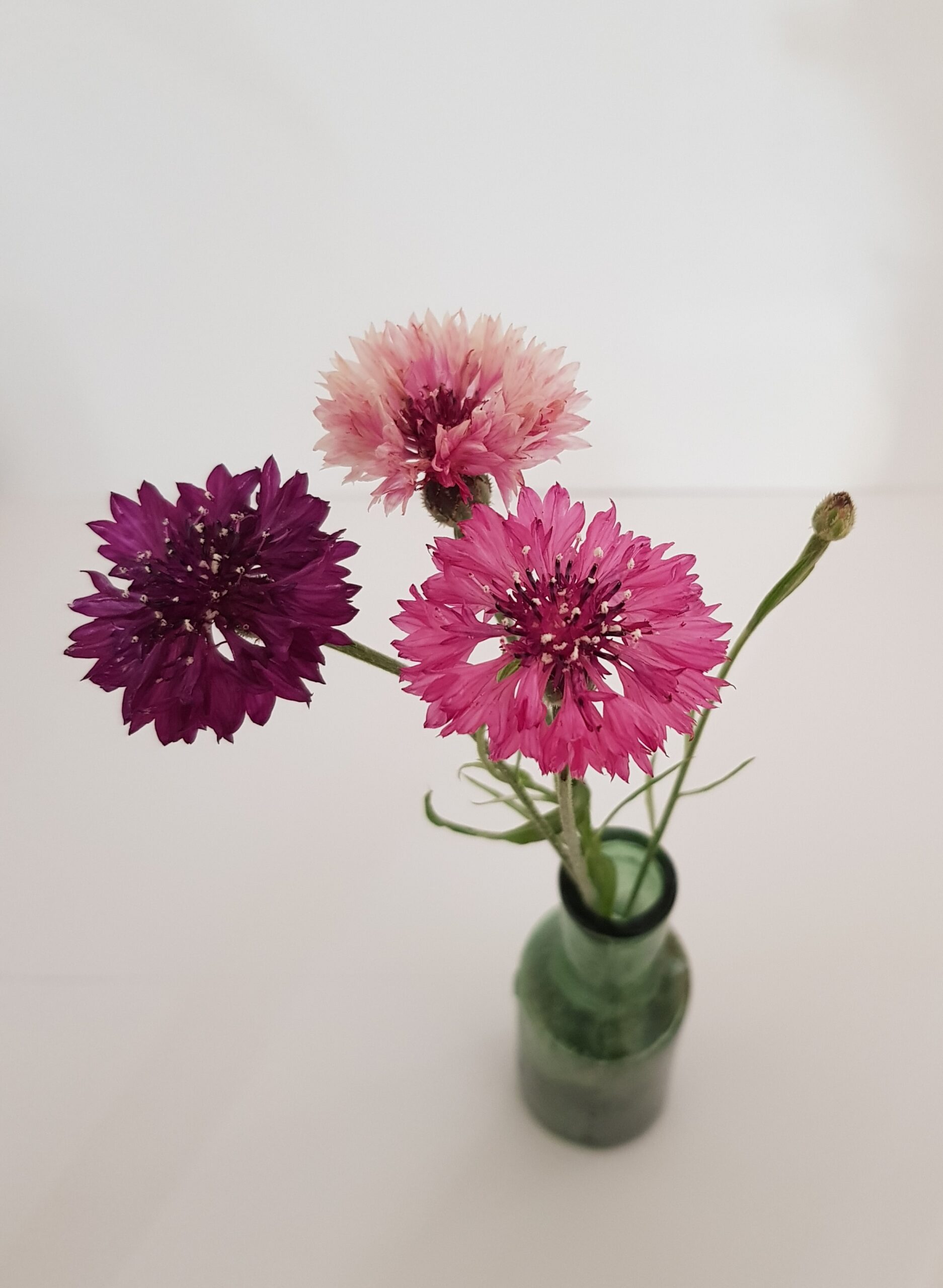 Corona flowers - Pintra (EN) Blog