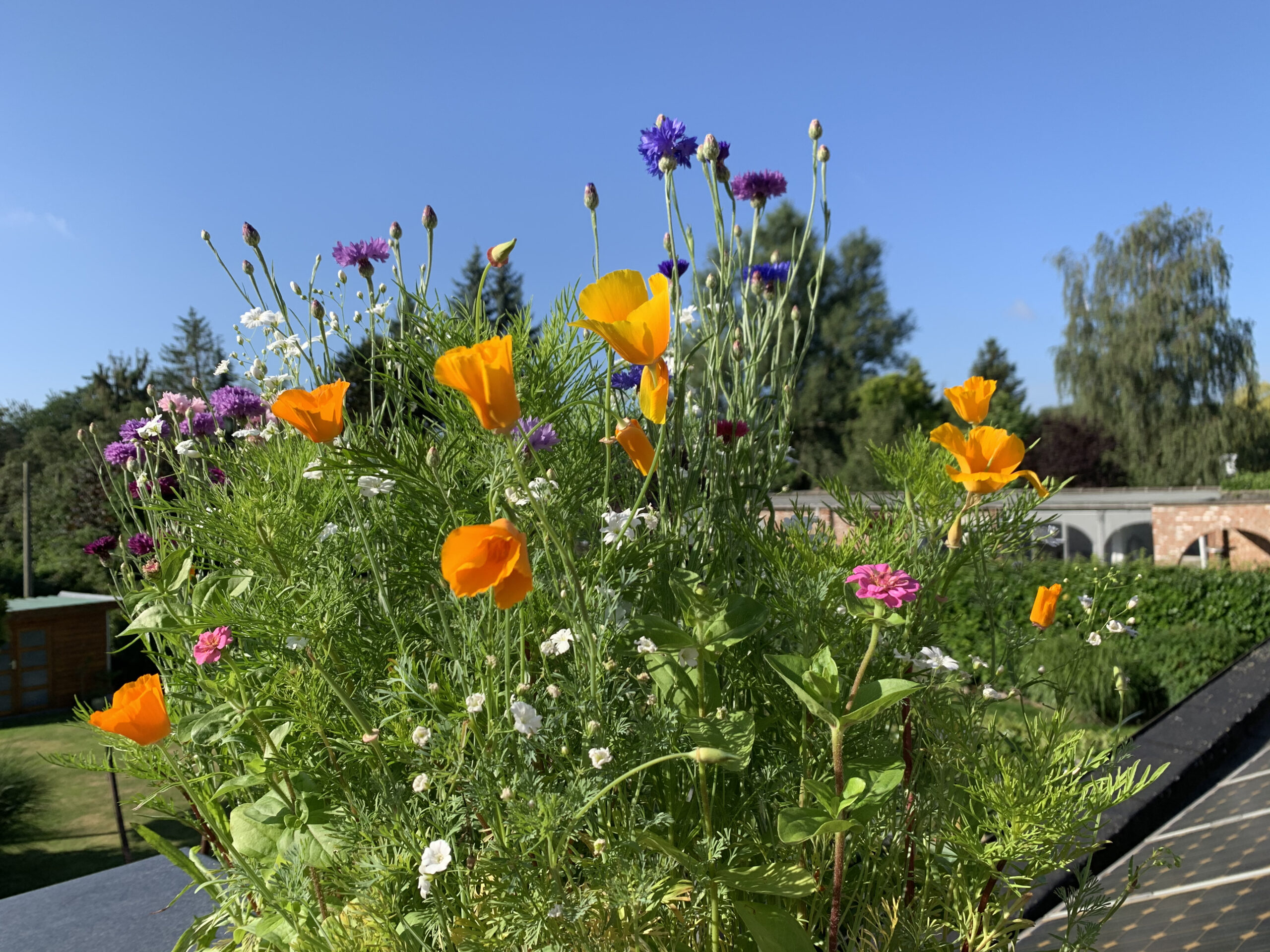 Corona flowers - Pintra (EN) Blog