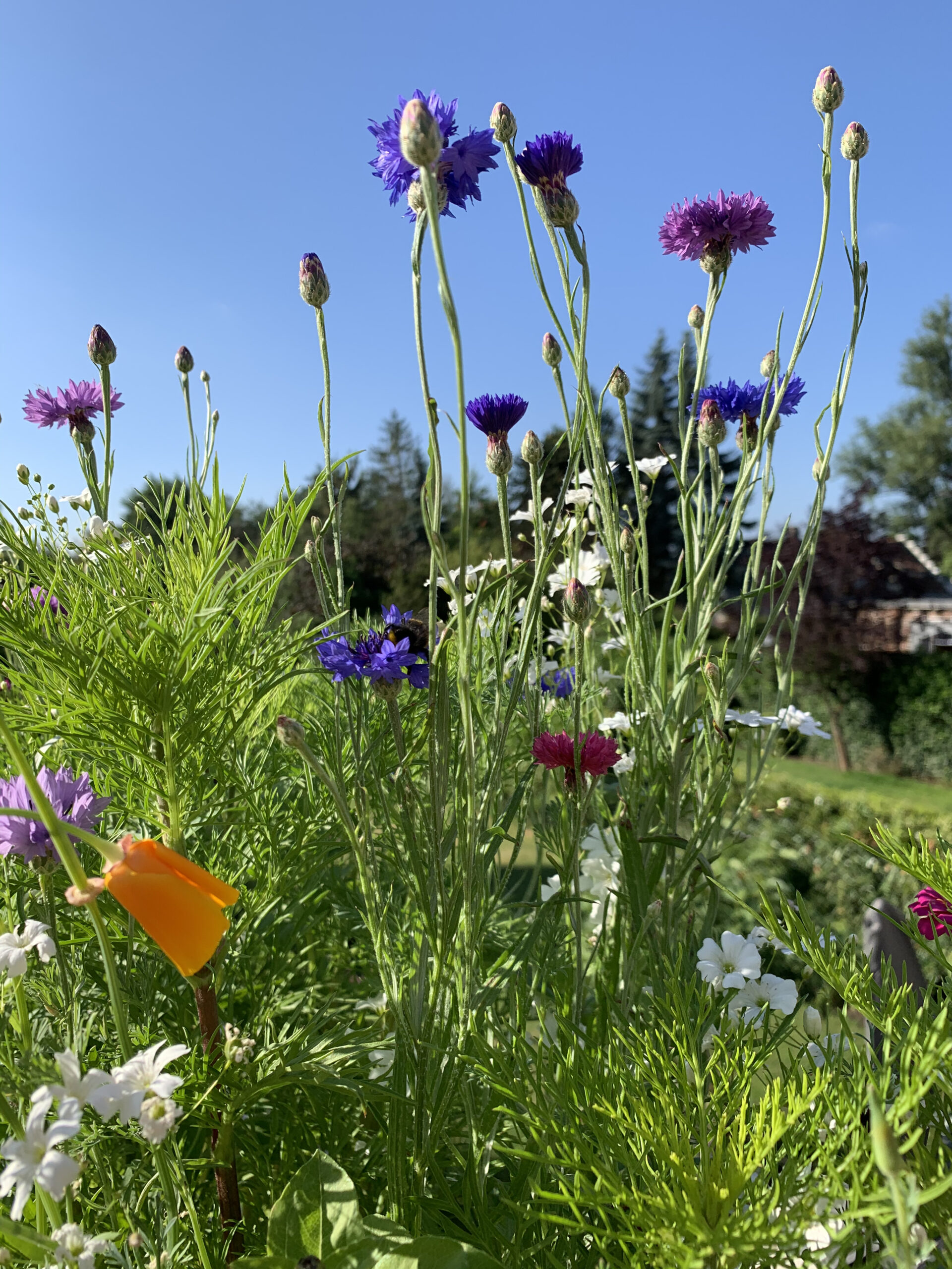 Corona flowers - Pintra (EN) Blog