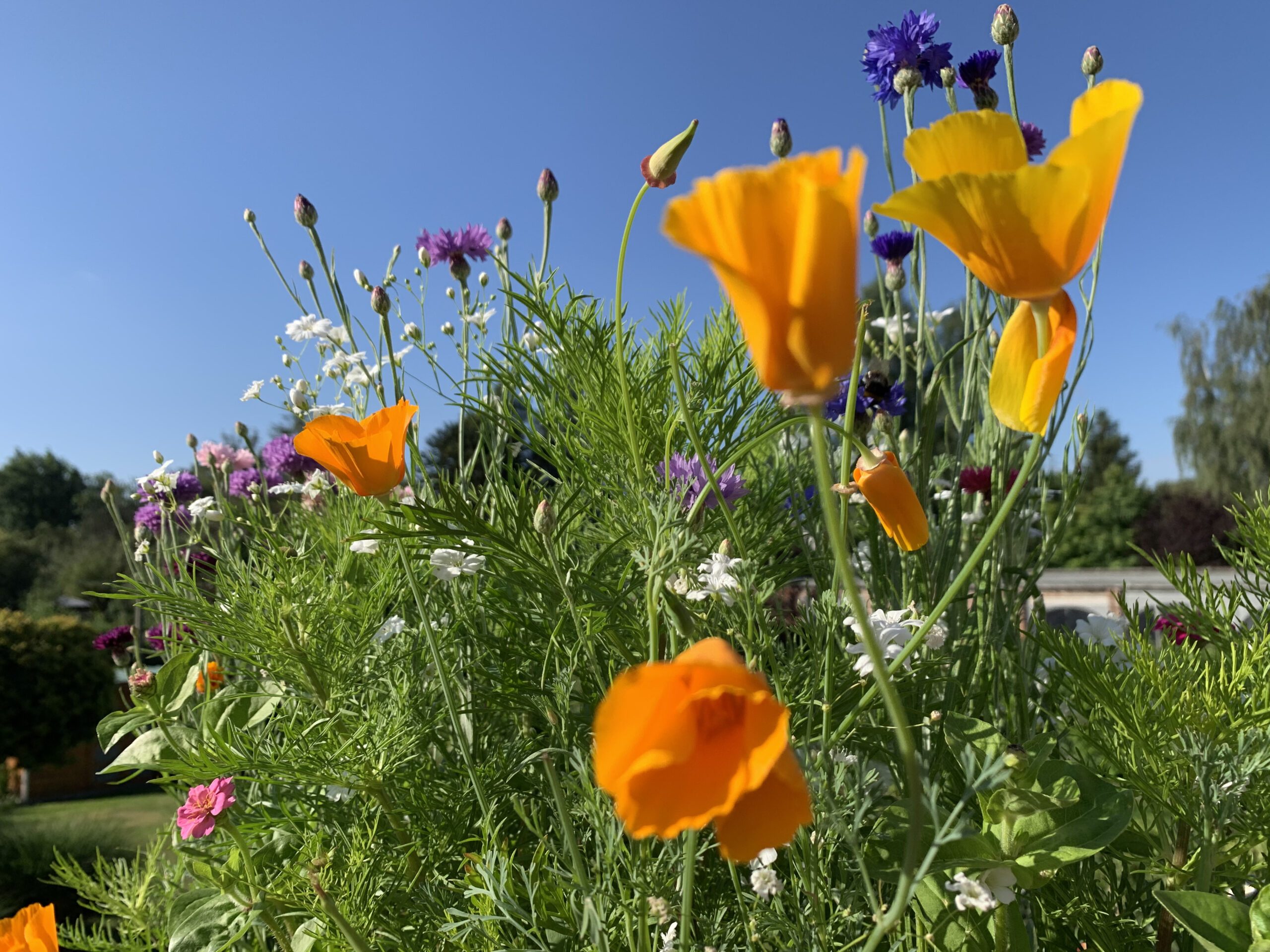 Corona flowers - Pintra (EN) Blog