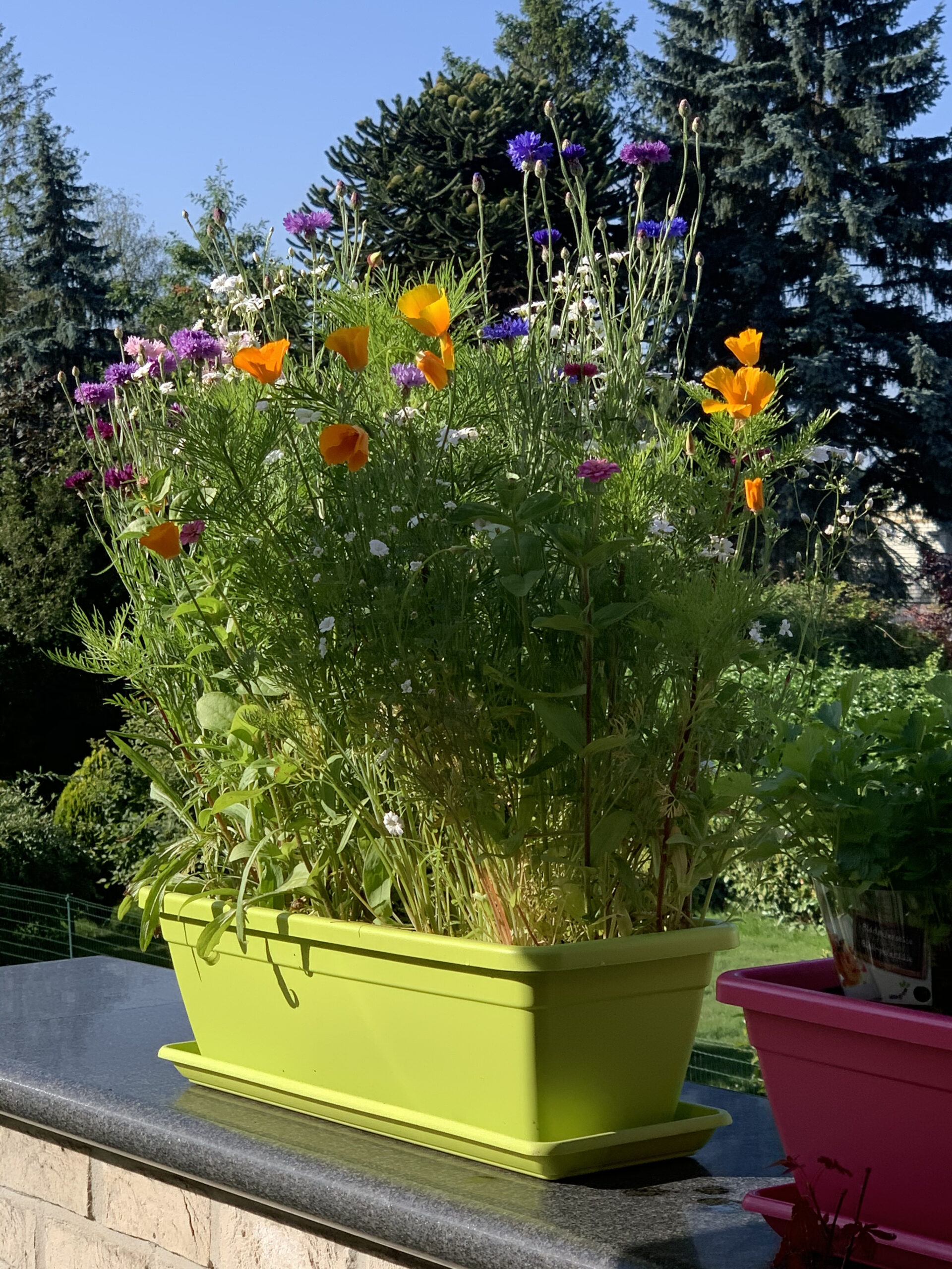 Corona flowers - Pintra (EN) Blog