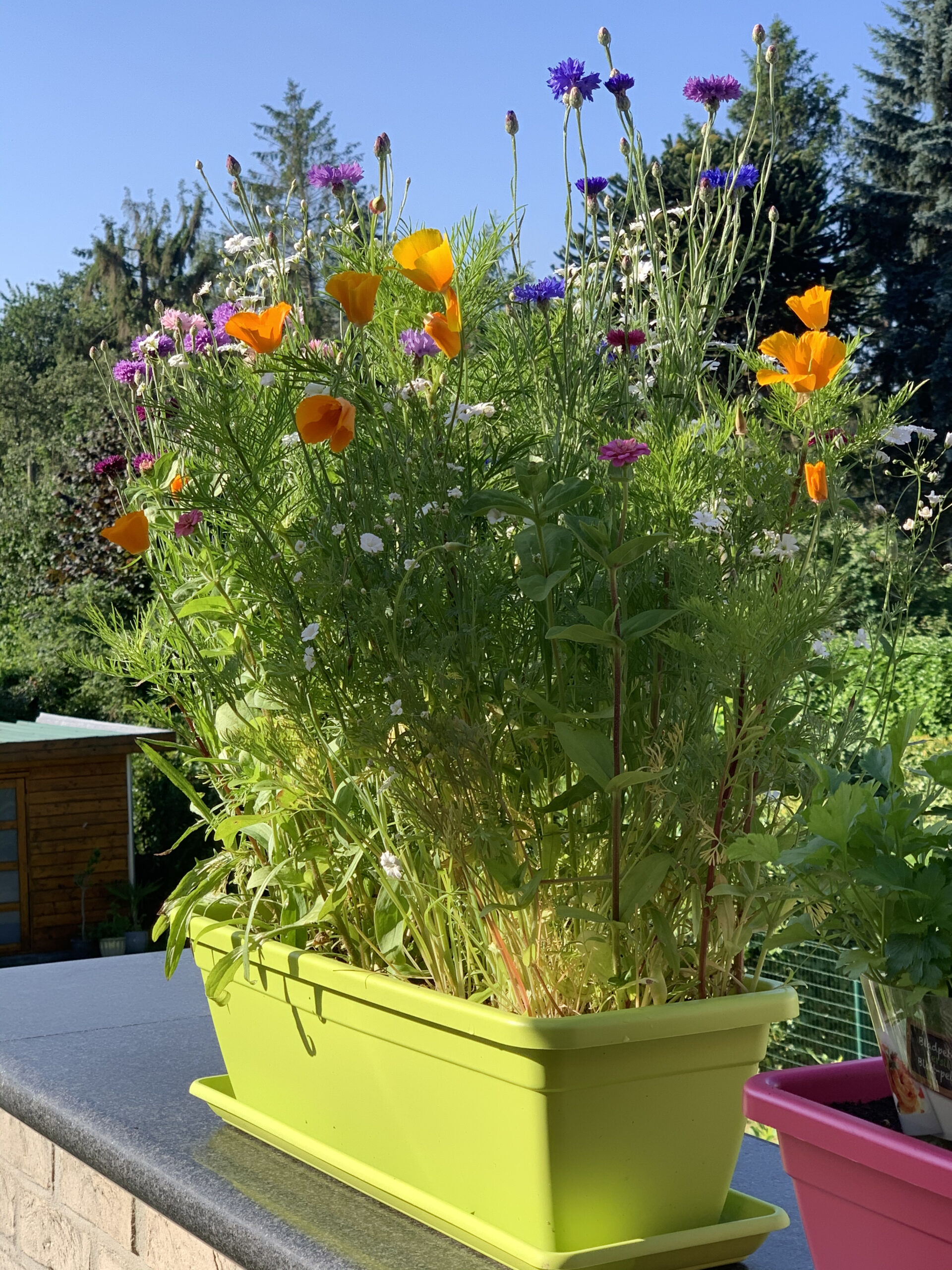 Corona flowers - Pintra (EN) Blog