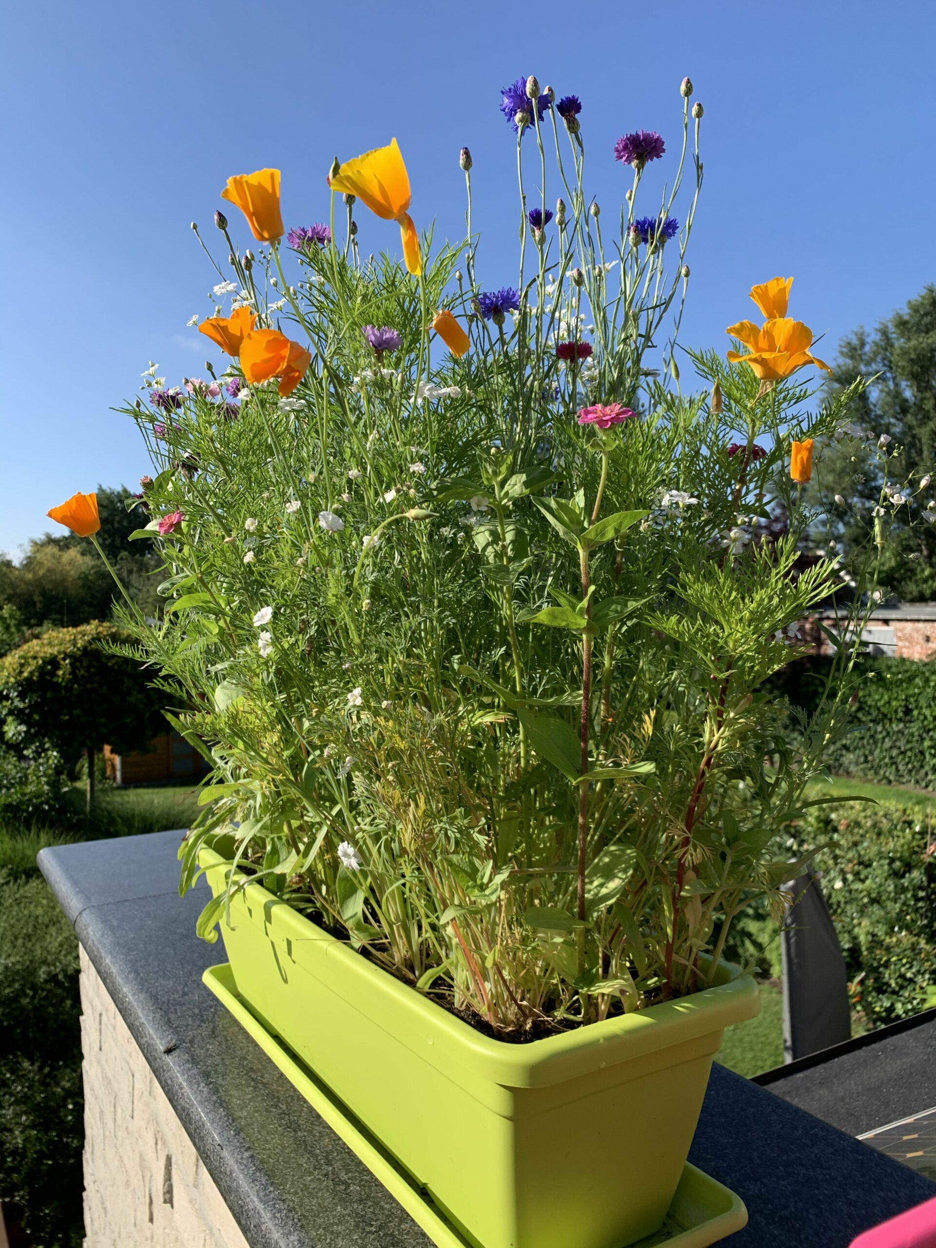 Corona flowers - Pintra (EN) Blog