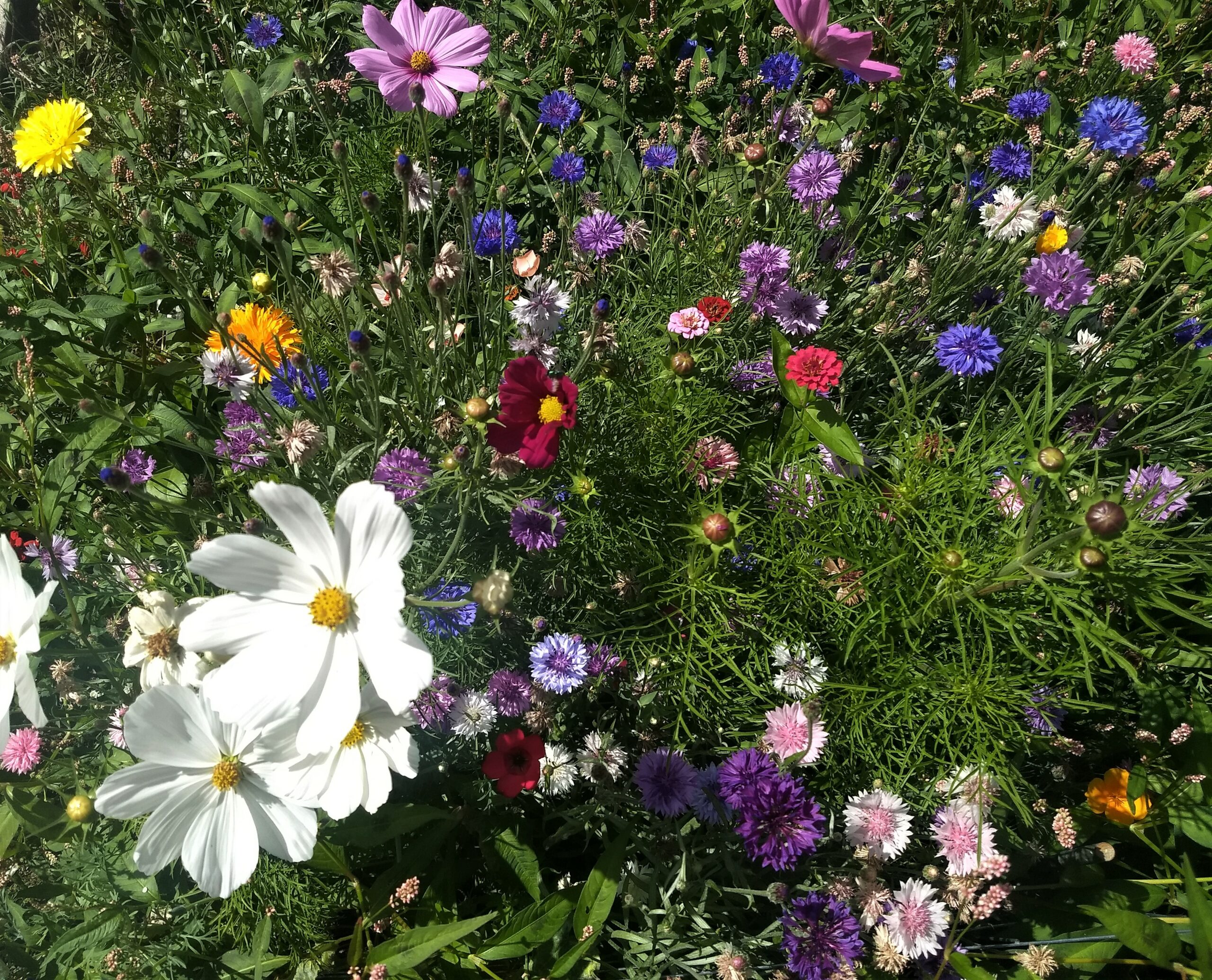 Corona flowers - Pintra (EN) Blog