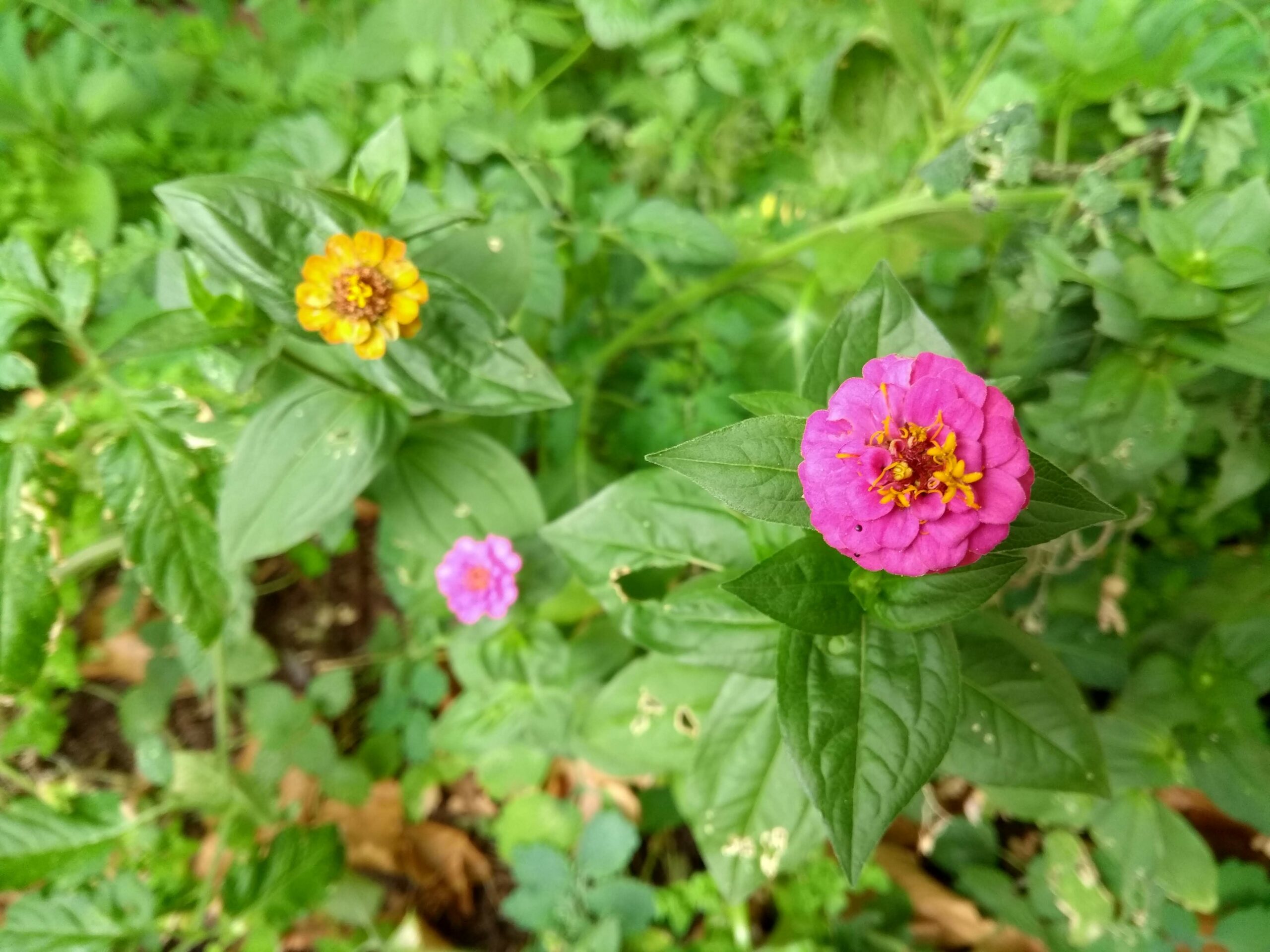 Corona flowers - Pintra (EN) Blog