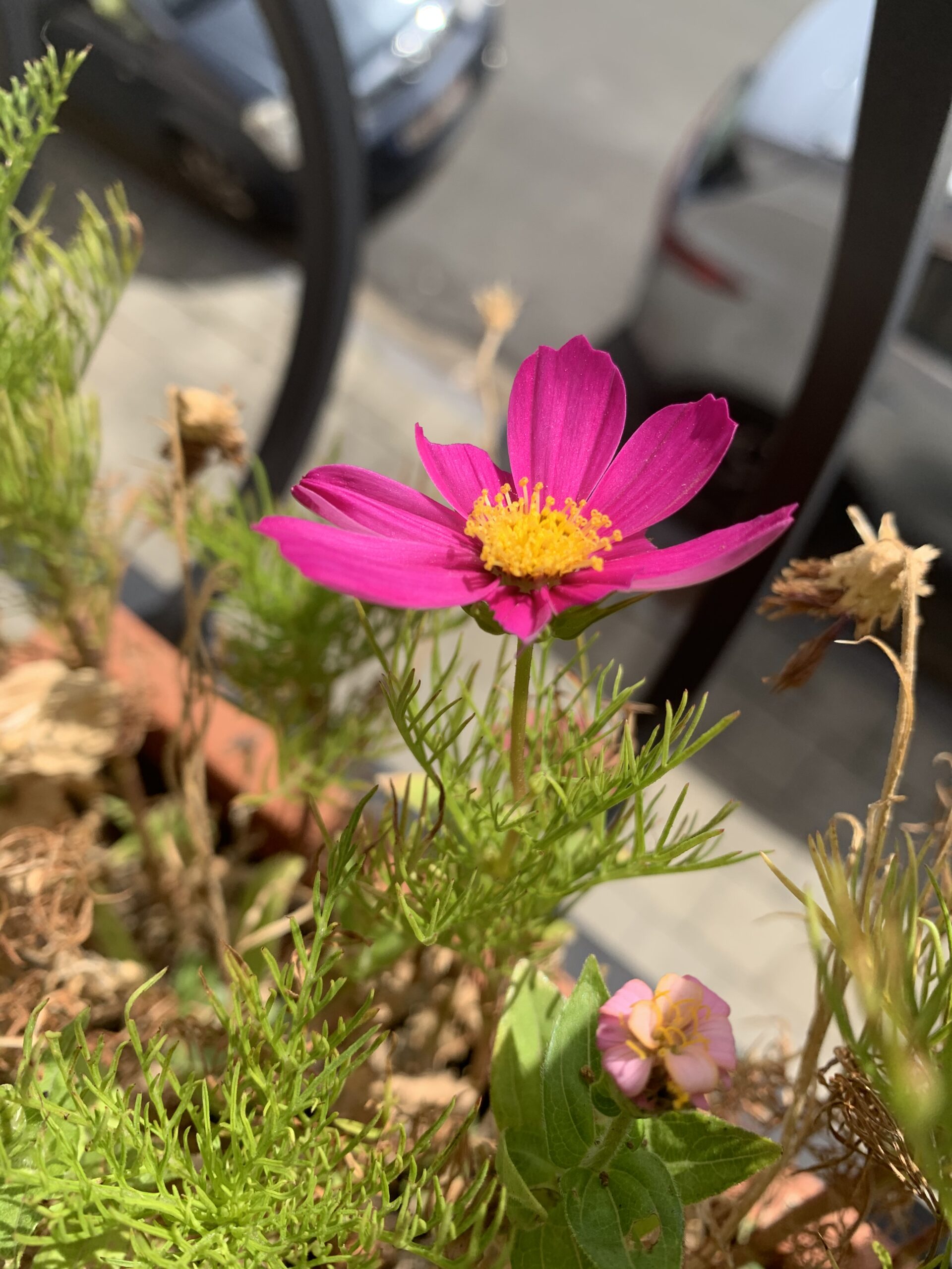 Corona flowers - Pintra (EN) Blog